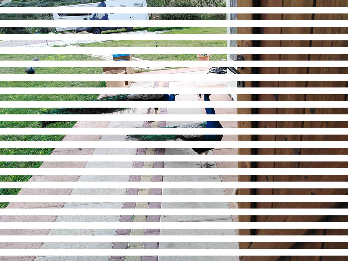 Progressive & Interlaced Images