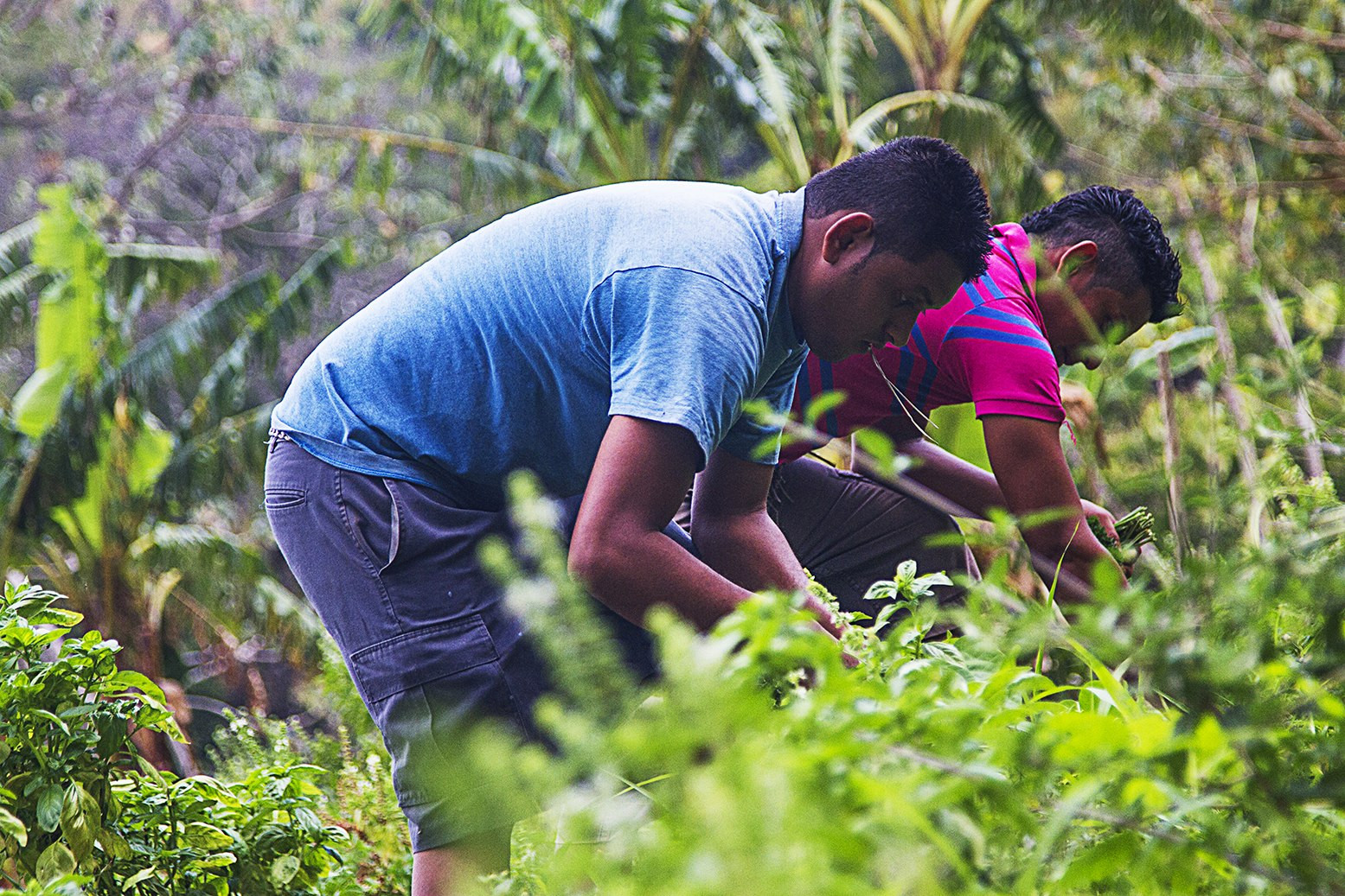 Chorotega Market Opens Spots Just For Wholesale Producers