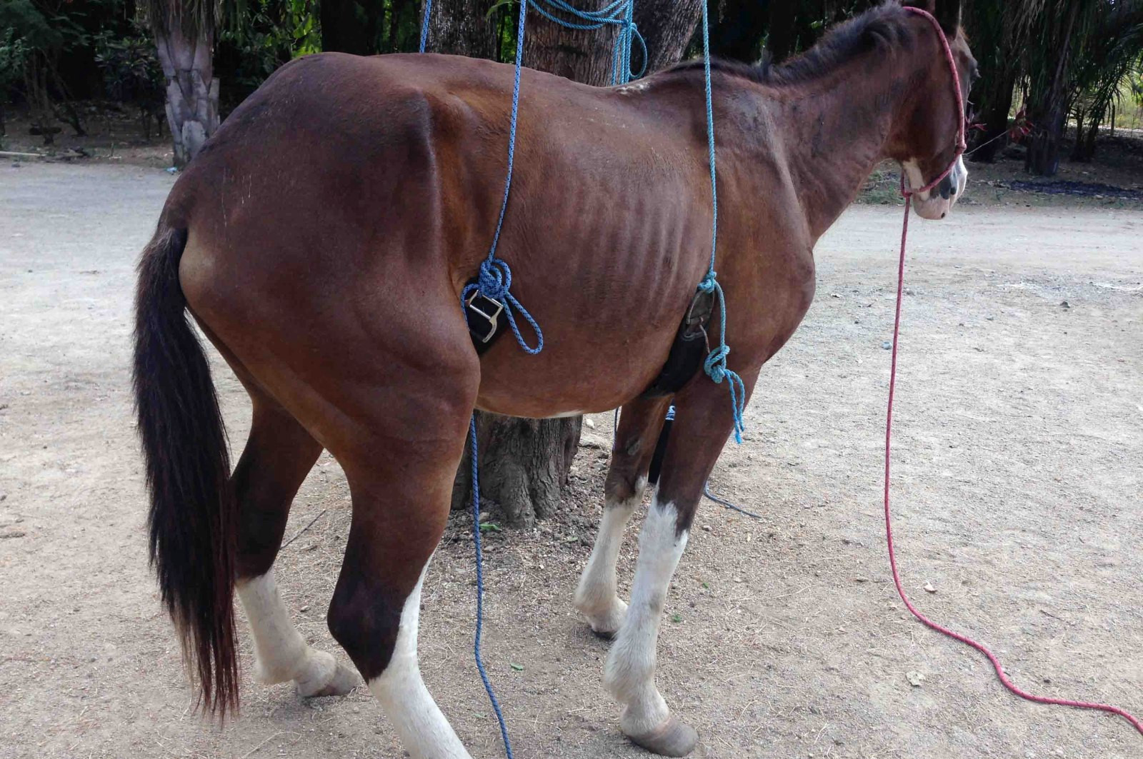 Posible brote de anemia infecciosa preocupa a dueños de caballos en Nosara