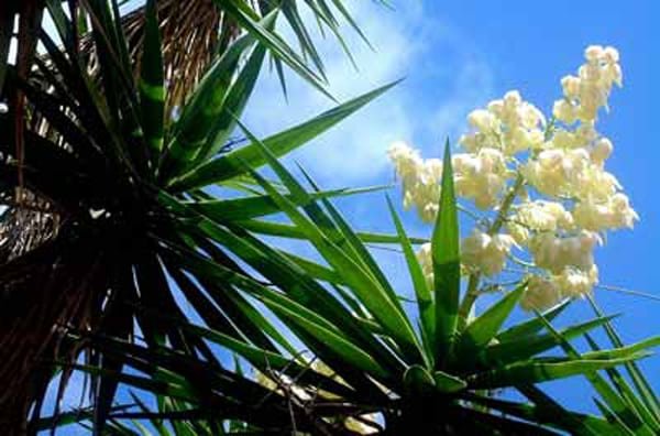 Receta típica con flor de Itabo para Semana Santa