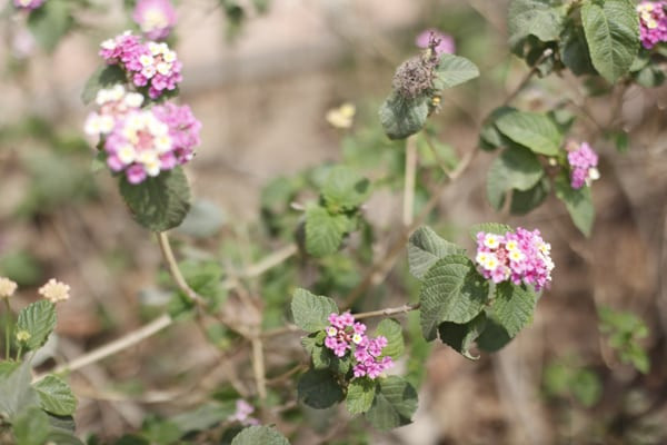 Juanilama: hojas que combaten los problemas del colesterol