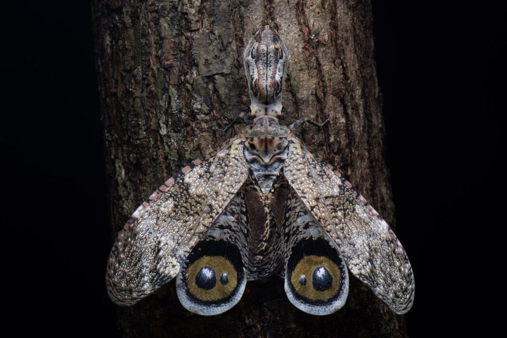 Conozca 10 especies fantásticas del Área de Conservación Guanacaste