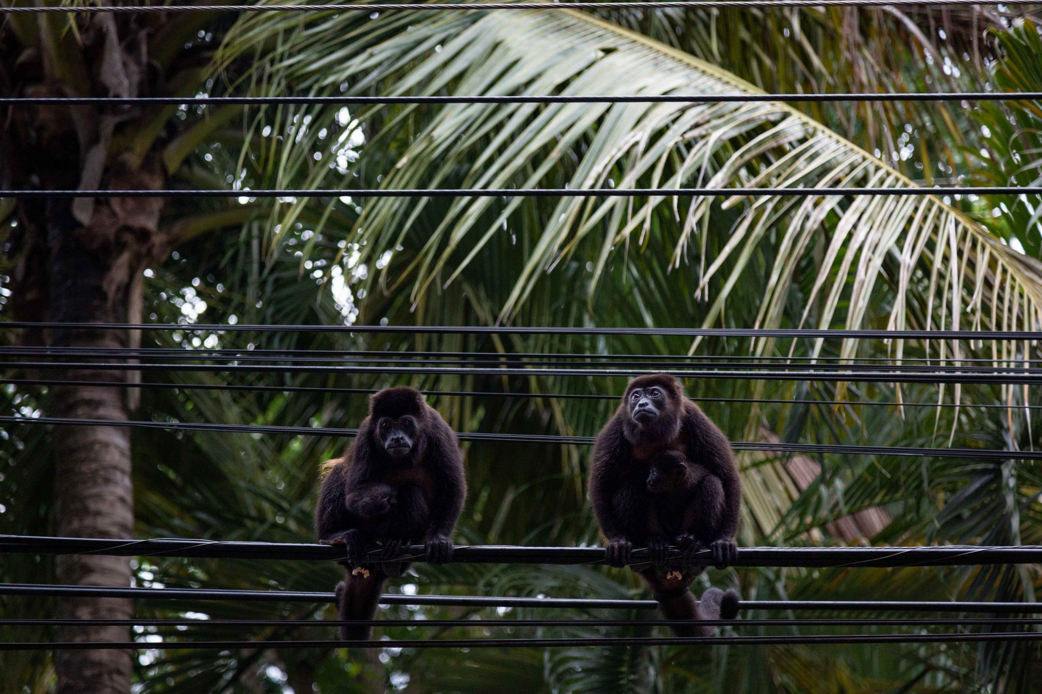 Nosara's Refuges Fight to Save Electrocuted Animals