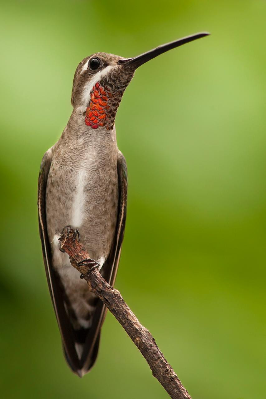 10 aves fascinantes que sobrevuelan Guanacaste