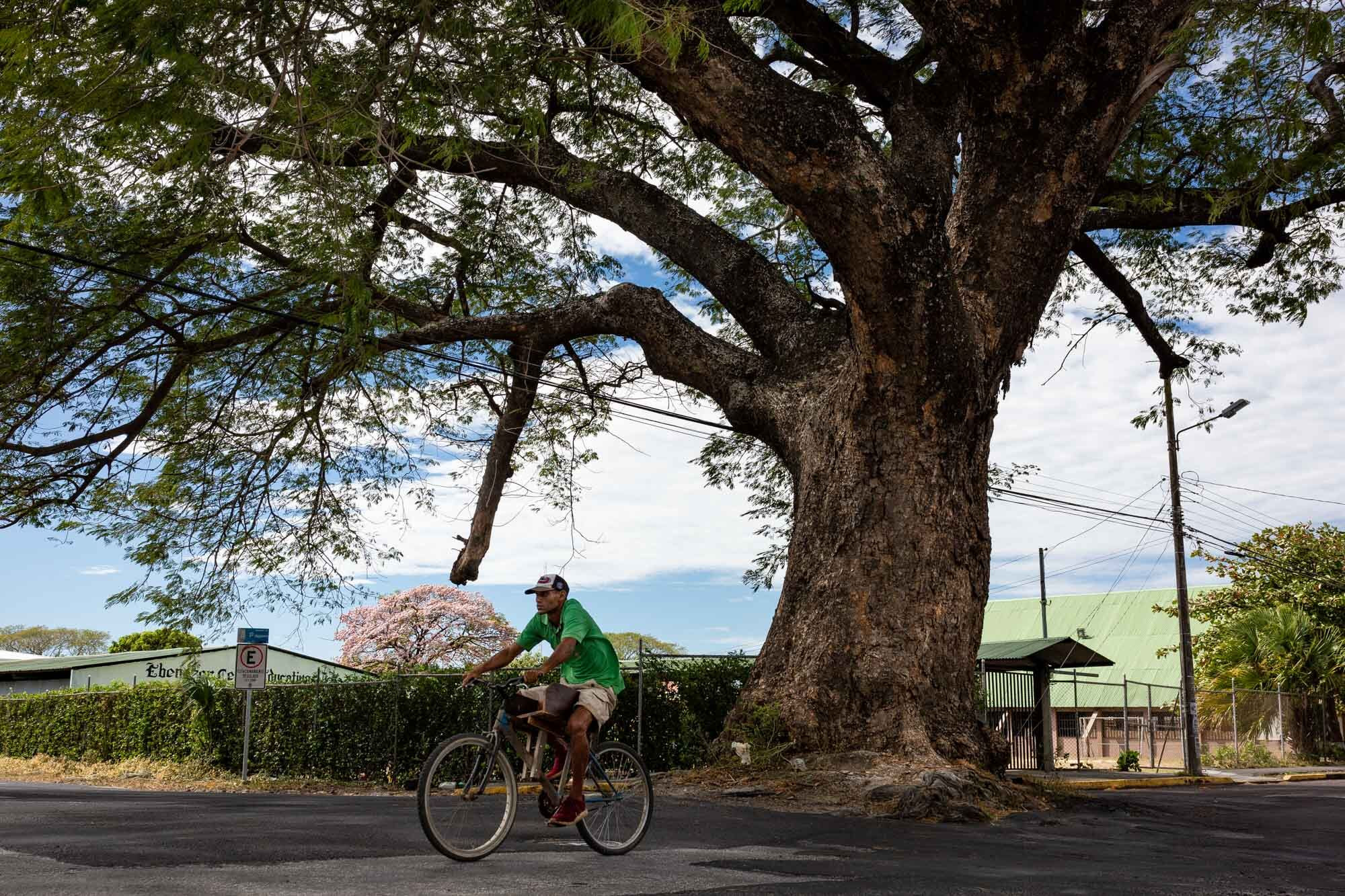 The Guanacaste Tree that Stands Against the Oblivion