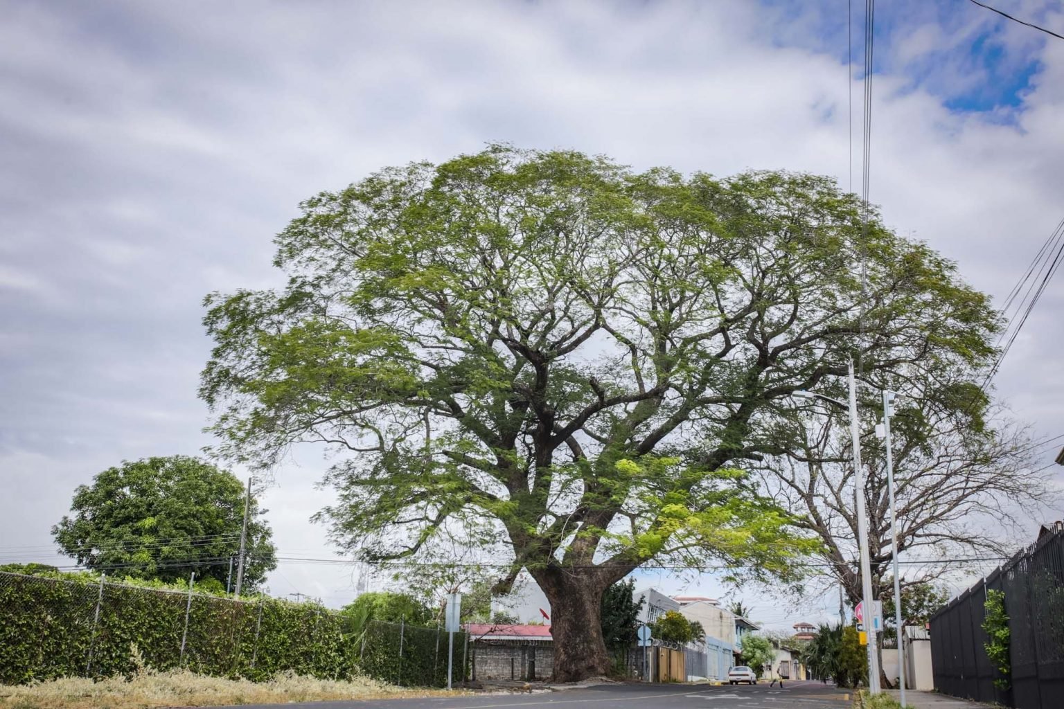 The Guanacaste Tree that Stands Against the Oblivion